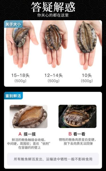 鲍鱼多少钱一只_新鲜鲍鱼价格表-第2张图片-山城妙识