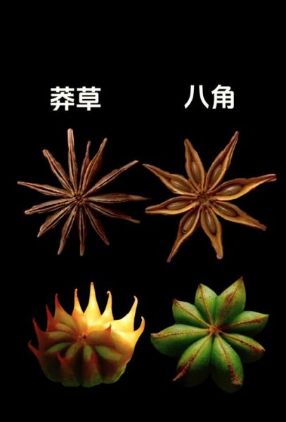 莽草和八角的区别_如何一眼识别真假八角-第2张图片-山城妙识