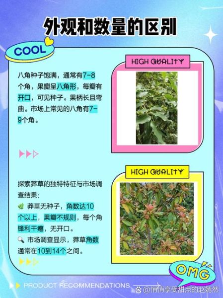莽草和八角的区别_如何一眼识别真假八角-第3张图片-山城妙识