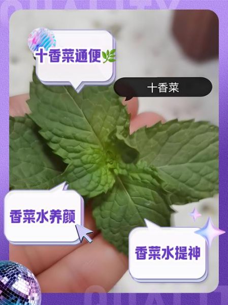 十香菜的功效与作用_十香菜的禁忌人群-第3张图片-山城妙识