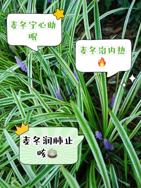 麦冬的功效与作用及食用方法_麦冬怎么吃效果最好-第1张图片-山城妙识