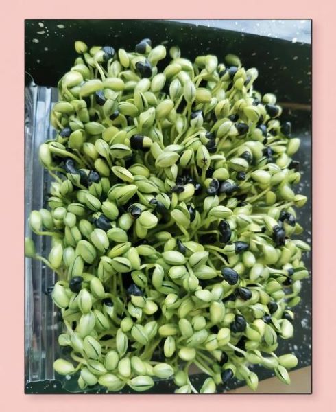 黑豆芽怎么做好吃_黑豆芽的家常做法-第1张图片-山城妙识