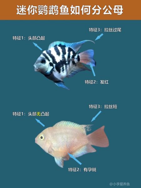 鹦鹉鱼图片大全大图_鹦鹉鱼品种怎么区分-第1张图片-山城妙识