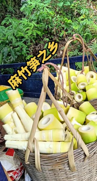 麻竹笋怎么挑选_麻竹笋营养价值高吗-第1张图片-山城妙识