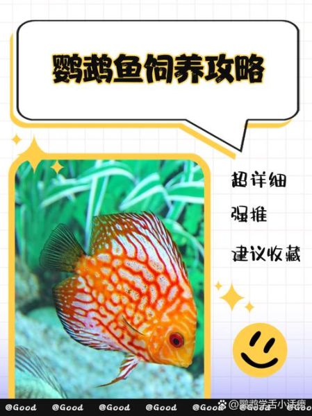 鹦鹉鱼图片大全大图_鹦鹉鱼品种怎么区分-第2张图片-山城妙识