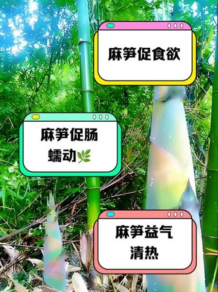 麻竹笋怎么挑选_麻竹笋营养价值高吗-第3张图片-山城妙识