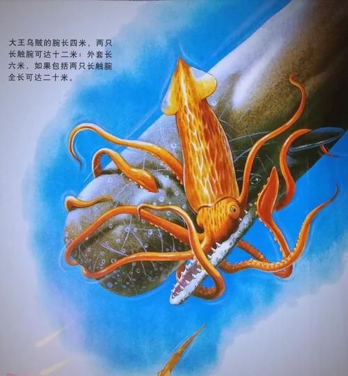 鱿鱼是乌贼还是章鱼_区别与真相-第3张图片-山城妙识