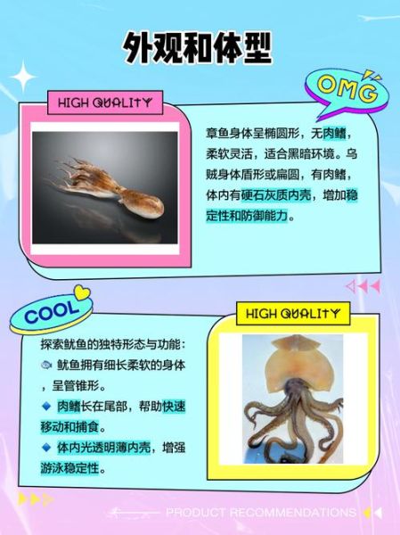 鱿鱼是乌贼还是章鱼_区别与真相-第2张图片-山城妙识