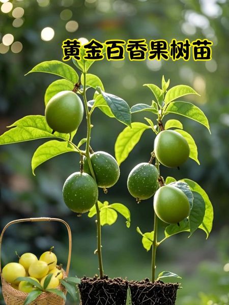 黄金百香果怎么种_黄金百香果种植技术与管理-第2张图片-山城妙识
