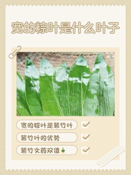 粽叶有几种叶子_常见粽叶种类大全-第2张图片-山城妙识