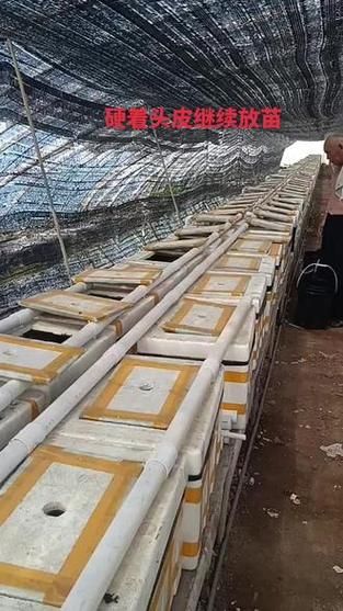 黄鳝养殖前景怎么样_2024年还能赚钱吗-第3张图片-山城妙识