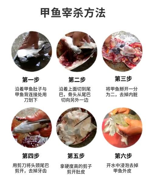 甲鱼怎么杀_甲鱼宰杀视频直播-第1张图片-山城妙识