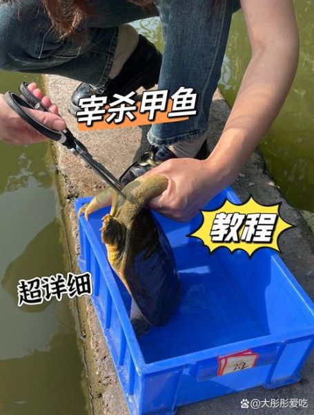 甲鱼怎么杀_甲鱼宰杀视频直播-第3张图片-山城妙识