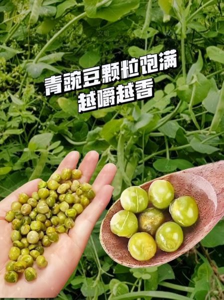 青豌豆怎么煮好吃_青豌豆的做法大全-第3张图片-山城妙识