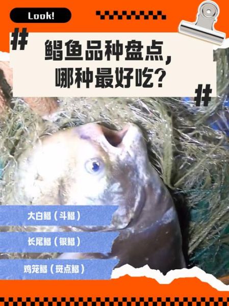 鲳鱼种类有几种_常见鲳鱼品种及区别-第2张图片-山城妙识