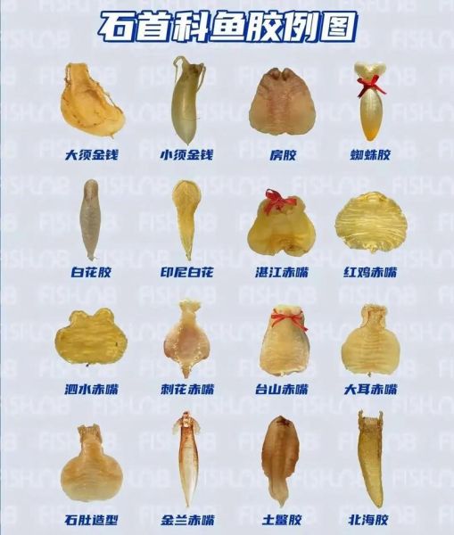 鱼肚是什么部位_鱼肚和鱼泡有什么区别-第2张图片-山城妙识