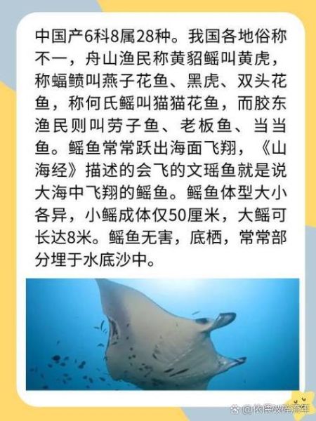 鳐鱼种类图片大全_如何区分常见鳐鱼-第1张图片-山城妙识