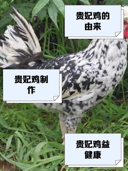 贵妃鸡的功效与作用_贵妃鸡的禁忌有哪些-第1张图片-山城妙识 贵妃鸡的功效与作用_贵妃鸡的禁忌有哪些-第1张图片-山城妙识