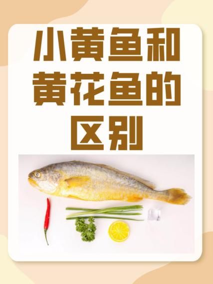 黄鱼和黄花鱼哪个好吃_口感区别与选购技巧-第2张图片-山城妙识