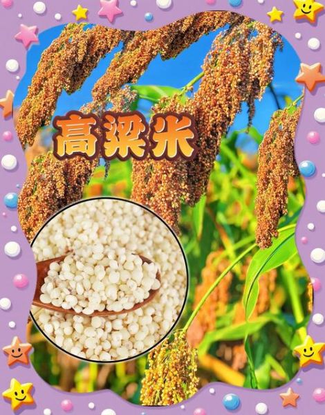 高粱米的功效与作用_高粱米营养价值高吗-第3张图片-山城妙识