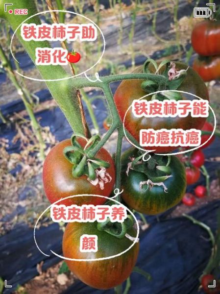 硬柿子有什么功效与作用_硬柿子能降血压吗-第3张图片-山城妙识