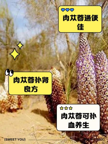 锁阳肉苁蓉泡水喝的功效_适合人群与禁忌-第2张图片-山城妙识
