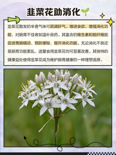 山韭菜花怎么吃_山韭菜花有哪些功效-第3张图片-山城妙识 山韭菜花怎么吃_山韭菜花有哪些功效-第3张图片-山城妙识