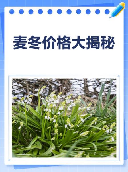 麦冬价格2021最新价格_多少钱一斤-第1张图片-山城妙识