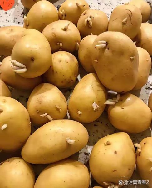 土豆多少钱一斤_土豆价格为什么波动这么大-第2张图片-山城妙识