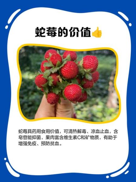 蛇莓果可以生吃吗_蛇莓果生吃安全吗-第3张图片-山城妙识