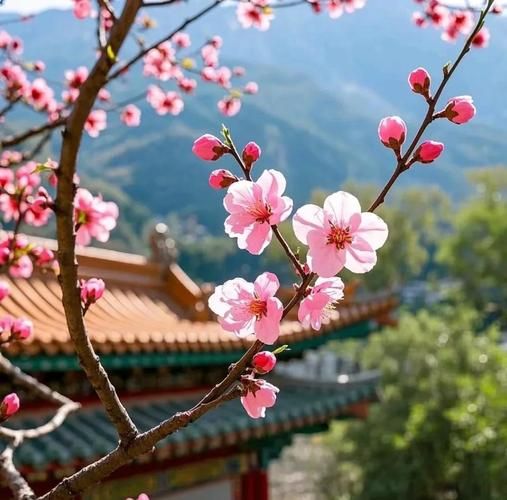 桃花图片唯美图片哪里找_如何拍出桃花意境-第1张图片-山城妙识
