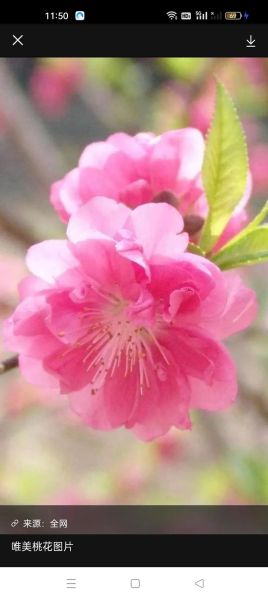 桃花图片唯美图片哪里找_如何拍出桃花意境-第2张图片-山城妙识