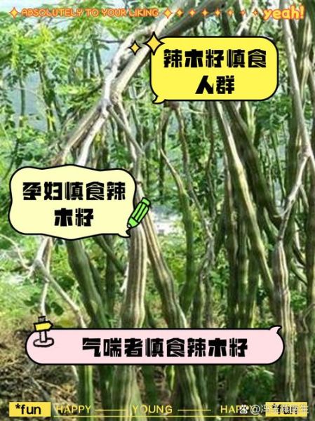 辣木籽的功效与副作用_哪些人不能吃-第2张图片-山城妙识
