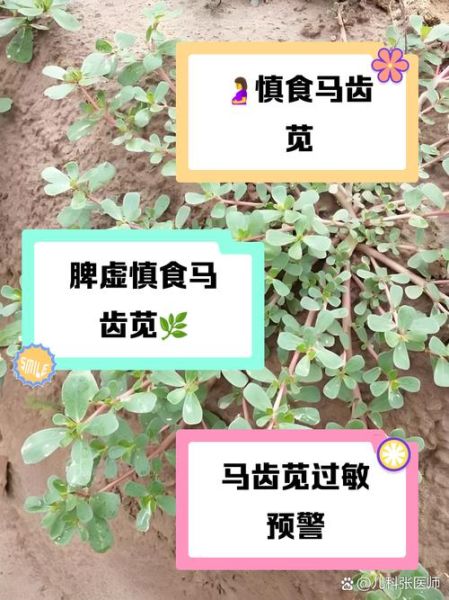 马齿苋的功效与作用_马齿苋的危害有哪些-第2张图片-山城妙识