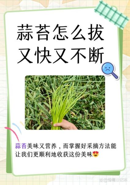 蒜薹和蒜苔有什么区别_哪个才是正确写法-第3张图片-山城妙识