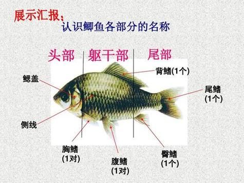 鱼鳍是哪个部位_鱼鳍结构图怎么看-第1张图片-山城妙识 鱼鳍是哪个部位_鱼鳍结构图怎么看-第1张图片-山城妙识