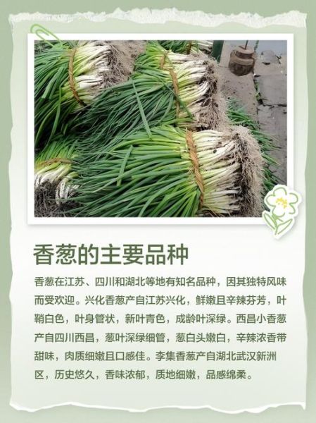 香葱的营养价值_香葱的功效与作用-第3张图片-山城妙识