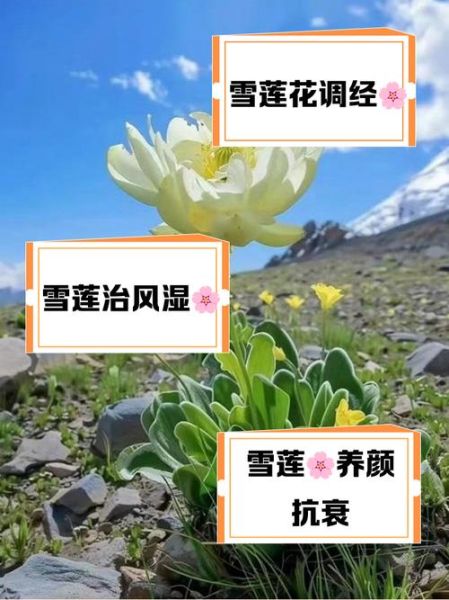 雪莲花的功效与作用_雪莲花的功效与作用图片-第3张图片-山城妙识
