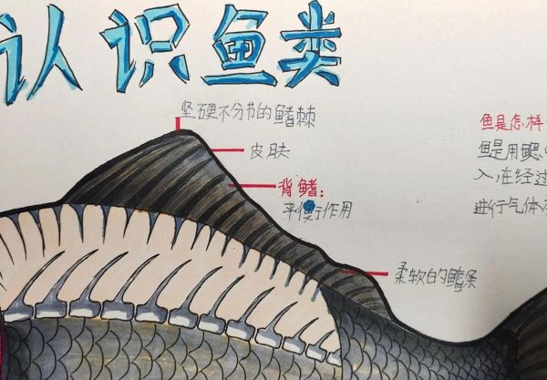 鱼鳍是哪个部位_鱼鳍结构图怎么看-第2张图片-山城妙识 鱼鳍是哪个部位_鱼鳍结构图怎么看-第2张图片-山城妙识