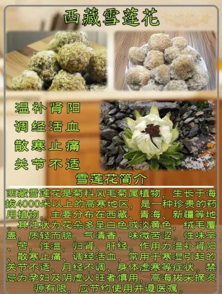 雪莲花的功效与作用_雪莲花的功效与作用图片-第1张图片-山城妙识