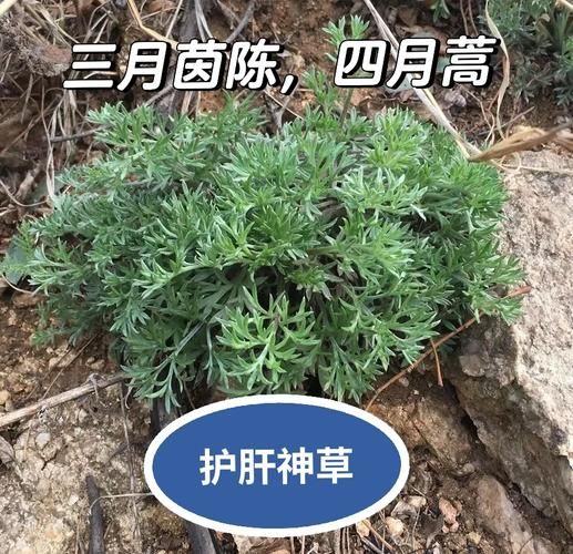 茵陈草的功效与作用_茵陈草怎么泡水喝-第2张图片-山城妙识