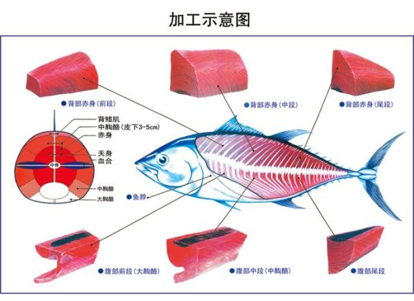 鱼鳍是哪个部位_鱼鳍结构图怎么看-第3张图片-山城妙识 鱼鳍是哪个部位_鱼鳍结构图怎么看-第3张图片-山城妙识