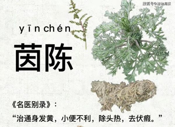 茵陈草的功效与作用_茵陈草怎么泡水喝-第3张图片-山城妙识