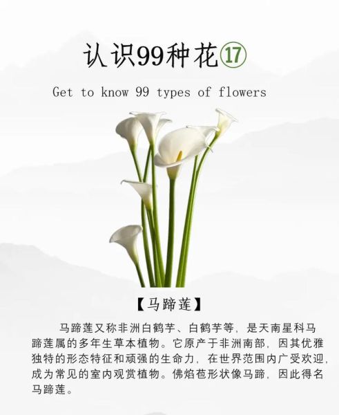 马蹄莲几月开花_马蹄莲花期多长-第1张图片-山城妙识
