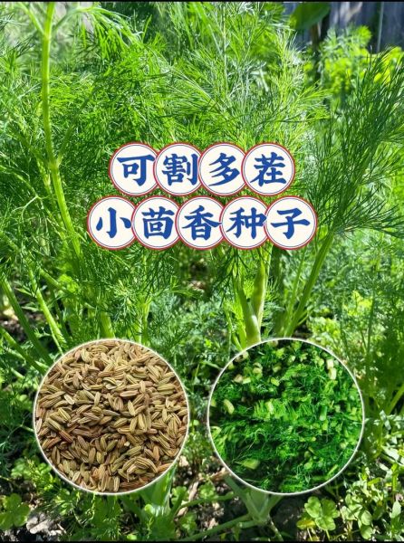 茴香图片怎么拍_茴香高清图去哪找-第1张图片-山城妙识