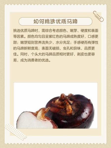 马蹄其实是马的什么_马蹄结构功能详解-第3张图片-山城妙识