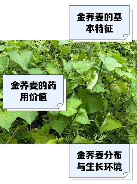 金荞麦片治好了我的肺结节_真的假的-第2张图片-山城妙识