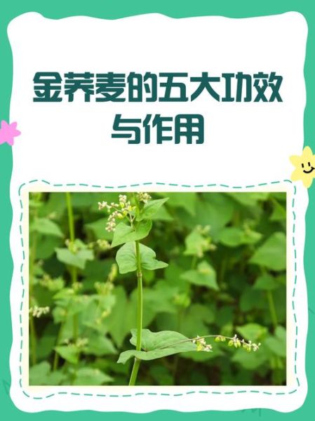 金荞麦片治好了我的肺结节_真的假的-第3张图片-山城妙识
