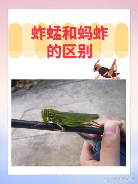蝗虫图片_如何识别不同种类-第3张图片-山城妙识