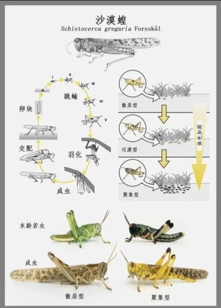 蝗虫图片_如何识别不同种类-第2张图片-山城妙识